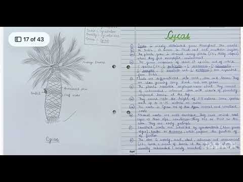 Botany Practical File B.Sc. 2nd Semester 2025-26