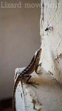 Amazing Lizard 🦎😱 | Lizard Movement | part 7 | #amazing #lizard #movement #animals