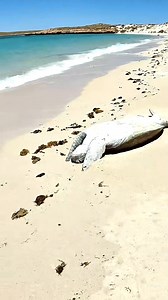 Helping the sea turtle stuck upside down in the hot sun... #helping #turtle #stuck #ocean #oceanlife #oceanadventures #trending #reelsfb | Ocean Adventure