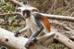 Red colobus - Alchetron, The Free Social Encyclopedia