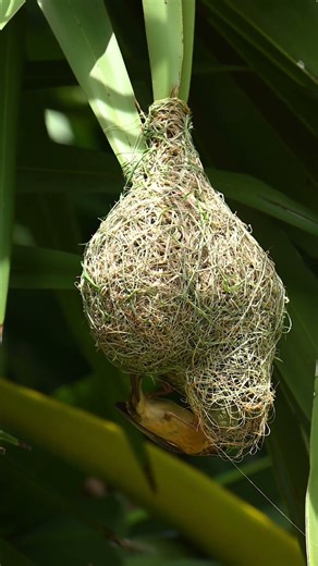 Weaver Bird NEST BUILDING Secrets Revealed! 73#viralshort #birds