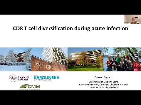 "CD8 T cell diversification during acute infection" by Dr. Carmen Gerlach
