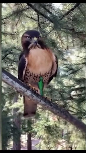 The World's Bravest Bee Humiliates a Predator 🤣