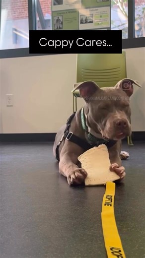 With a head half as big as his enormous heart, Cappy is here to make adopters swoon! This gentle giant is exceedingly playful with both canine and human friends. Cappy loves to play with toys, learn tricks, and explore new places. This big softie can get behind snuggle time or an enthusiastic play session...as long as he's with people who love him. As an adolescent bully breed mix, Cappy will need plenty of training and enrichment to thrive. Come meet him! A569355, 9 months oldFor more info abou