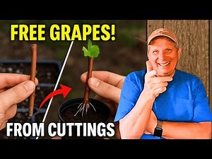 How to Propagate Grapes From Cuttings (Easy Method!)