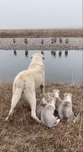 “ALABAI Protects His Puppies From Wild Wolves – Epic Real Encounter!” #shorts #viralvideo #fyp