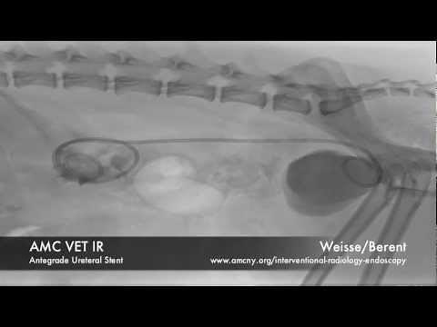 AMC VET IR antegrade ureteral stent cw