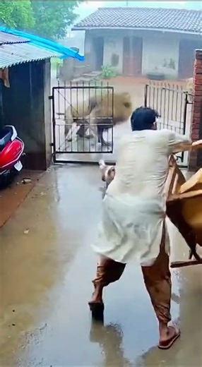 Rainy Day Panic as Dog and Man Confront Lions