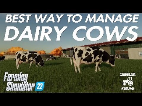 BEST WAY TO MANAGE DAIRY COWS - FS22 - Farming Simulator 22 - Let's Play PS4