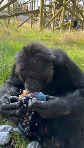 Ever wonder why we ask for socks?! Here is Bryan, filmed by Alison, very gently sorting through the enrichment feed put into the sock 😊 You'll see all chimps have different approaches to getting into the socks and finding the seed snacks within- Bryan doesn't bother going in through the hole end and instead creates his own for easier access. You can also see Kangoo and Rodders here in the background! | Monkey World - Ape Rescue Centre, Official Facebook Page
