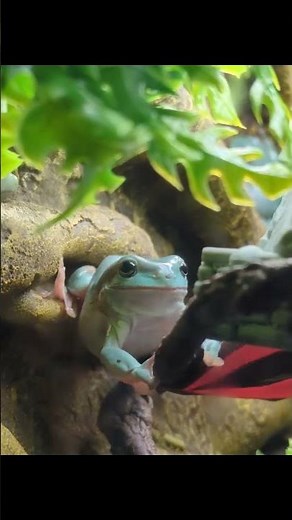 This Dumpy Tree Frog is the Cutest Thing You’ll See Today! 🐸✨ #froghelp #shorts #shortvideo