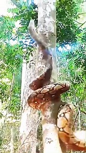 74K views · 666 reactions | How Snake climb on a tree. #DidYouKnow...