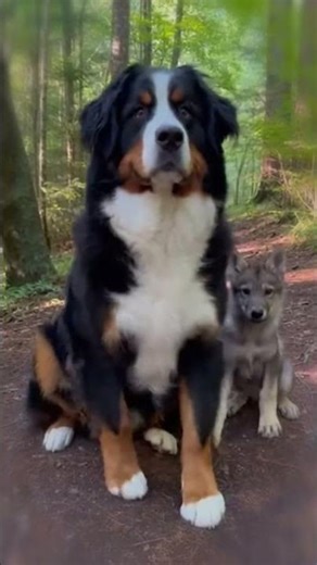 Dog Found a Wolf Pup 💖