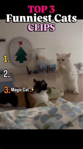 Top 3 Funniest Cat Clips | Series #22 #funny #cats