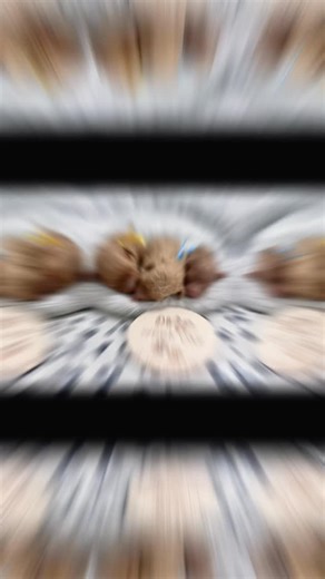 ✨One whole week of magic with our Toy Poodle Seasons litter 🍂🐾 ⏰ 7 days of tiny squeaks, milk-drunk cuddles and the sweetest little noses you’ve ever seen. It’s hard to believe it’s only been a week since these precious babies arrived. 💞Armani has been nothing short of incredible. Around the clock she has tended to her little Spring, Summer and Winter with such devotion — feeding, cleaning, cuddling and watching over them with that quiet, experienced mama confidence. She truly makes it look e