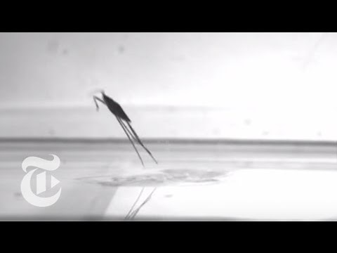 The Water Strider's Leap | ScienceTake | The New York Times
