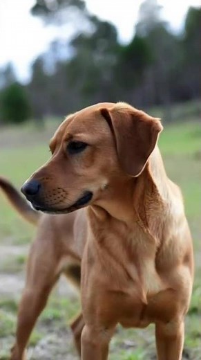 “When a Dog Eats an Egg – Digestive System Animation”