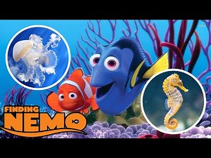 Learn Animals with 'Finding Nemo' | 02 | Wildlife Adventure | Storyline