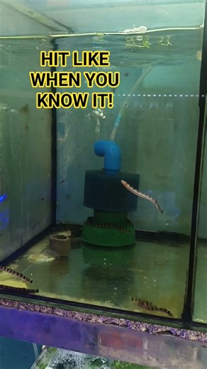 Tiny ocean, big calm. #fish #aquariumfish #aquarium #beta #feedshorts #colors #calm