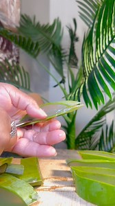 43 reactions · 13 comments | Do an Aloe Vera Treatment on My...