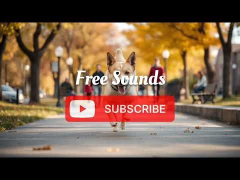 Free Sound Effect | Dog Running By on Asphalt in an Empty Park | Realistic Footsteps SFX