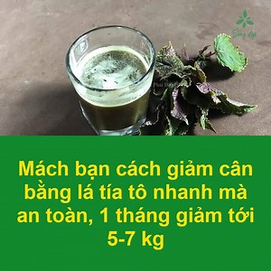 560K views · 5.3K reactions | Mách bạn cách giảm cân bằng lá tía tô nhanh mà an toàn, 1 tháng giảm tới 5-7 kg | Khỏe Đẹp 247 | Facebook