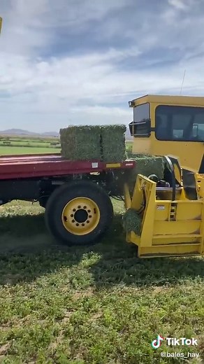 Bales_hay on TikTok