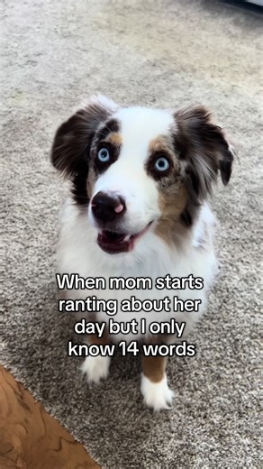 Give me a break…the emotional dumping has got to stop #miniAussie #AustralianShepherd #dogtok #judgydog