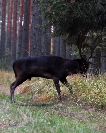 Quite rare black🦌 variety of fallow deer seen in the Baryczy valley in Poland.🇵🇱 #blackdeer #fallowdeer #melanisticdeer #rareanimals #deervalley #dolinabaryczy #wrocław #polandisbeautiful #wildlifeconservation 🎥@tanczacachmura 🦌 | Nature's Rich Palette