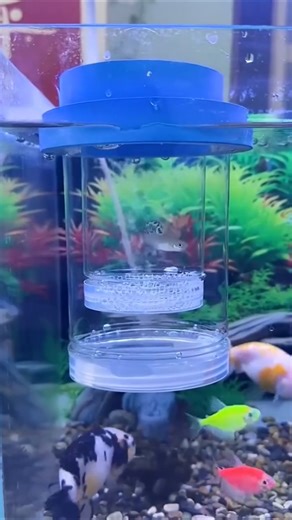 Floating Breeding Isolation Box for Fish 🐟 | Safe Fry Protection & Easy Setup#FloatingBreederBox