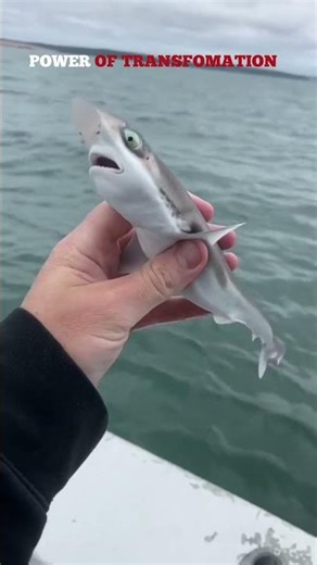 small to big animal transformation 💀#viralshorts #trendingshorts #transformation #shorts