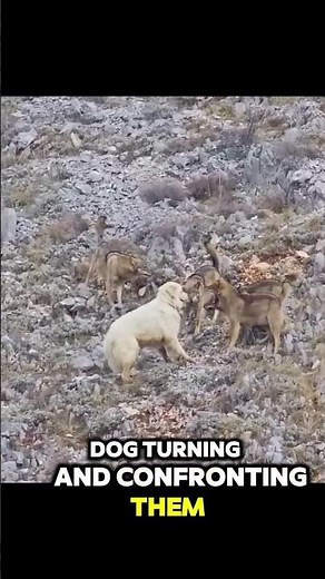 Sheepdogs vs Wolves - Learn from Nature at WOFT