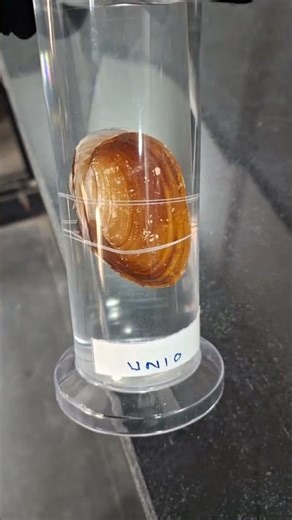 Zoology Lab part-2#zoology #lab #explore #youtubeshorts #youtuber #trending #zoologypractical #lab