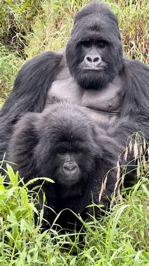 PEARL PULSE SAFARIS on Instagram: "Majestic silverback encounter in Bwindi Impenetrable National Park, Uganda! 🦍🌿 A powerful gorilla family emerges—silverback leading, babies playing—close enough for an intimate, respectful connection in their misty rainforest home. Uganda offers the best gorilla trekking: more habituated families, easier permits, and options to combine with chimps or safaris. Pearl Pulse Safaris handles expert-guided treks: certified trackers, small groups, full support. Perm