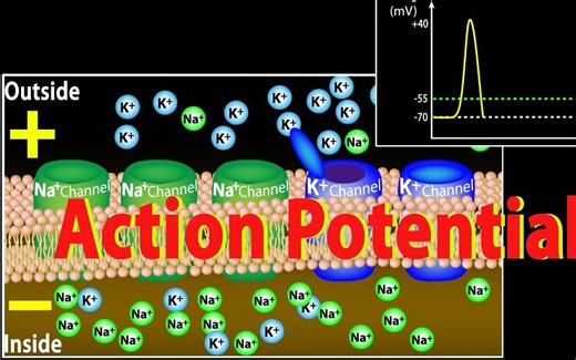 动画 | 神经元动作电位的产生机制