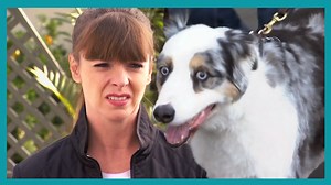 Over-excited Australian Shepherd is scaring away potential canine friends! ▶ Get more dog training tips from Victoria Stilwell on her official site: https://positively.com ▶To enroll in Victoria’s dog training courses at the Victoria Stilwell Academy: https://www.vsdogtrainingacademy.com | Me Or The Dog