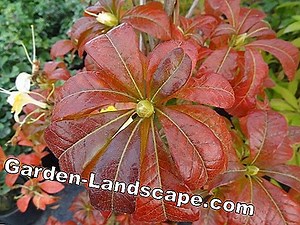 พืช: Dogwood Bouquet, Cornus Kousa - การดูแล A-Z   พันธุ์ - ข้อมูล | 2025