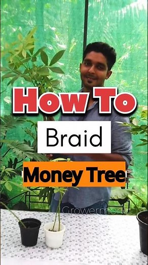 How to braid money tree #moneytree #pachira #Growermonk #plants #viralshorts #gardening