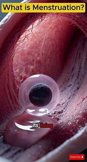 What is Menstruation? | Female Period Cycle Explained