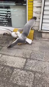 10K views · 276 reactions | These two seagulls got into a fight over food on the street. A cat nearby followed them and watched them fight until they split and went their own ways. | Jukin Copyright Management | Facebook
