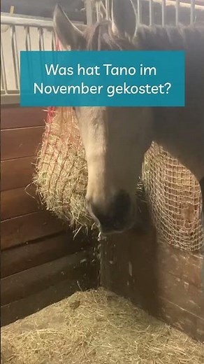 How much did my horse cost in November? 💸