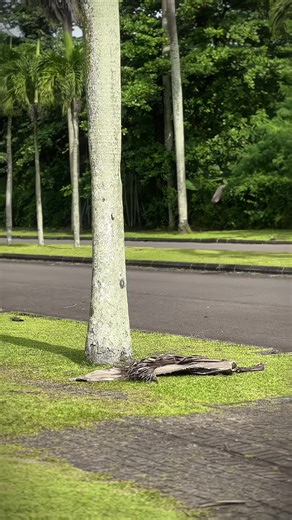 Knalpot Mio Racing: Ulasan Motor 2 Jutaan