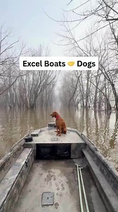 38K views · 549 reactions | Another day, another dog. We love seeing dogs on the boats, send us your dog videos! #excelboats #excel #hunting #fishing #duckboats | Excel Boats | Facebook