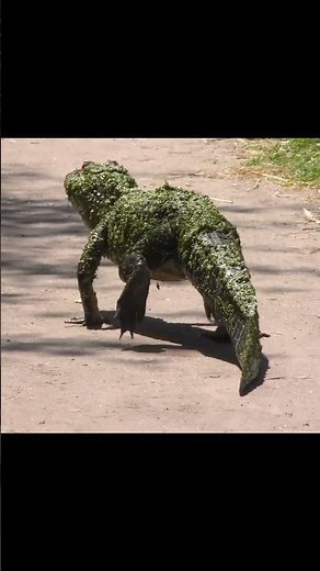 Can alligators run?