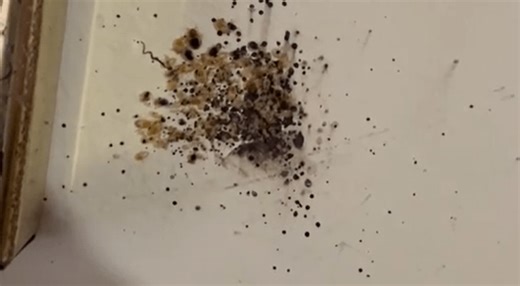 Residents at Savannah senior living complex allege bed bug infestation, retaliation