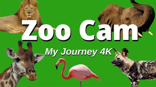 Zoo Cams Live Stream Rumble Exclusive 🦒 🦩 🐻 🦁 🐒 🐯 🦓 🦧 🐻 ❄ 🦍 🐼 🐘 🦥