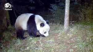 What communication techniques do pandas have? Click for this episode of Pandaful Q&A to find out. #Pandaful | China Xinhua News
