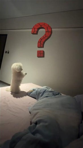 Strange Dog Behavior at Midnight #unexplained #animals