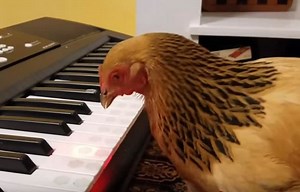 YouTube: Pollo músico se toma la red