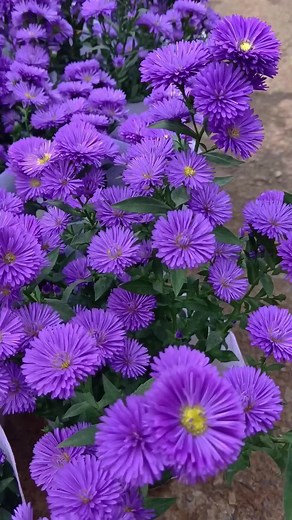 Keindahan Bunga Aster di Alam